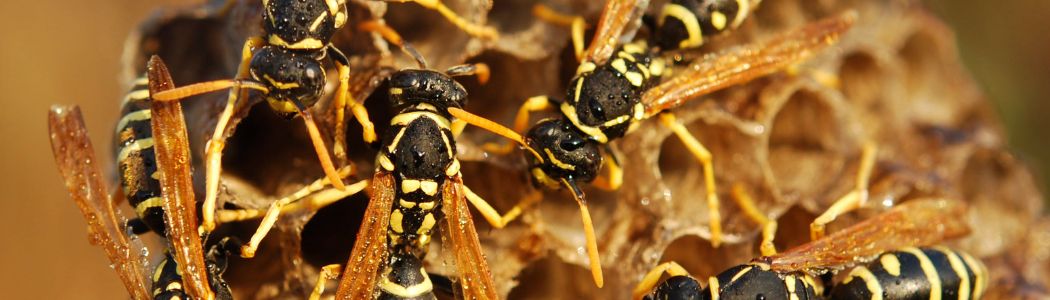 Verschillende soorten ongedierte in huis en wat je er mee aan moet
